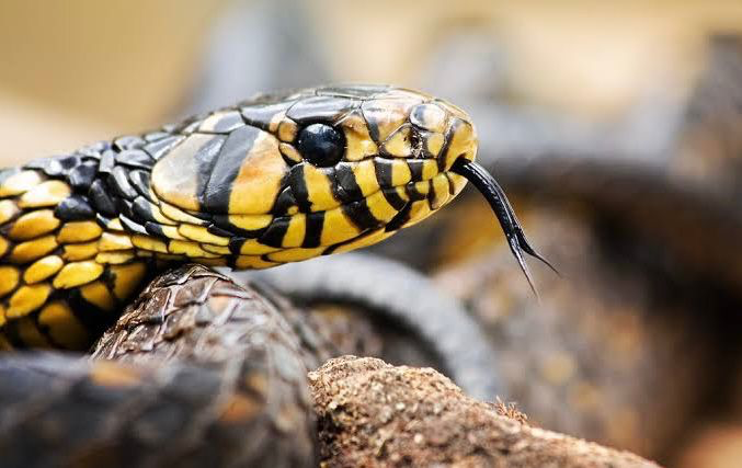 Cobra-Caninana: A Elegância Selvagem da Mata Atlântica - Predadora